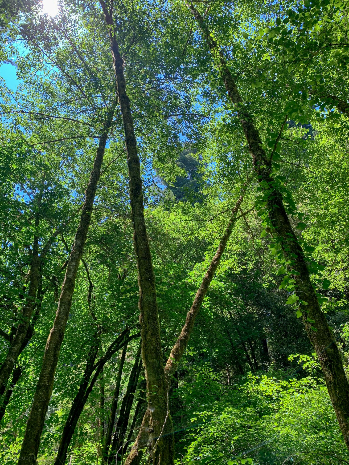 Finding Hyperion – Adventure Geography